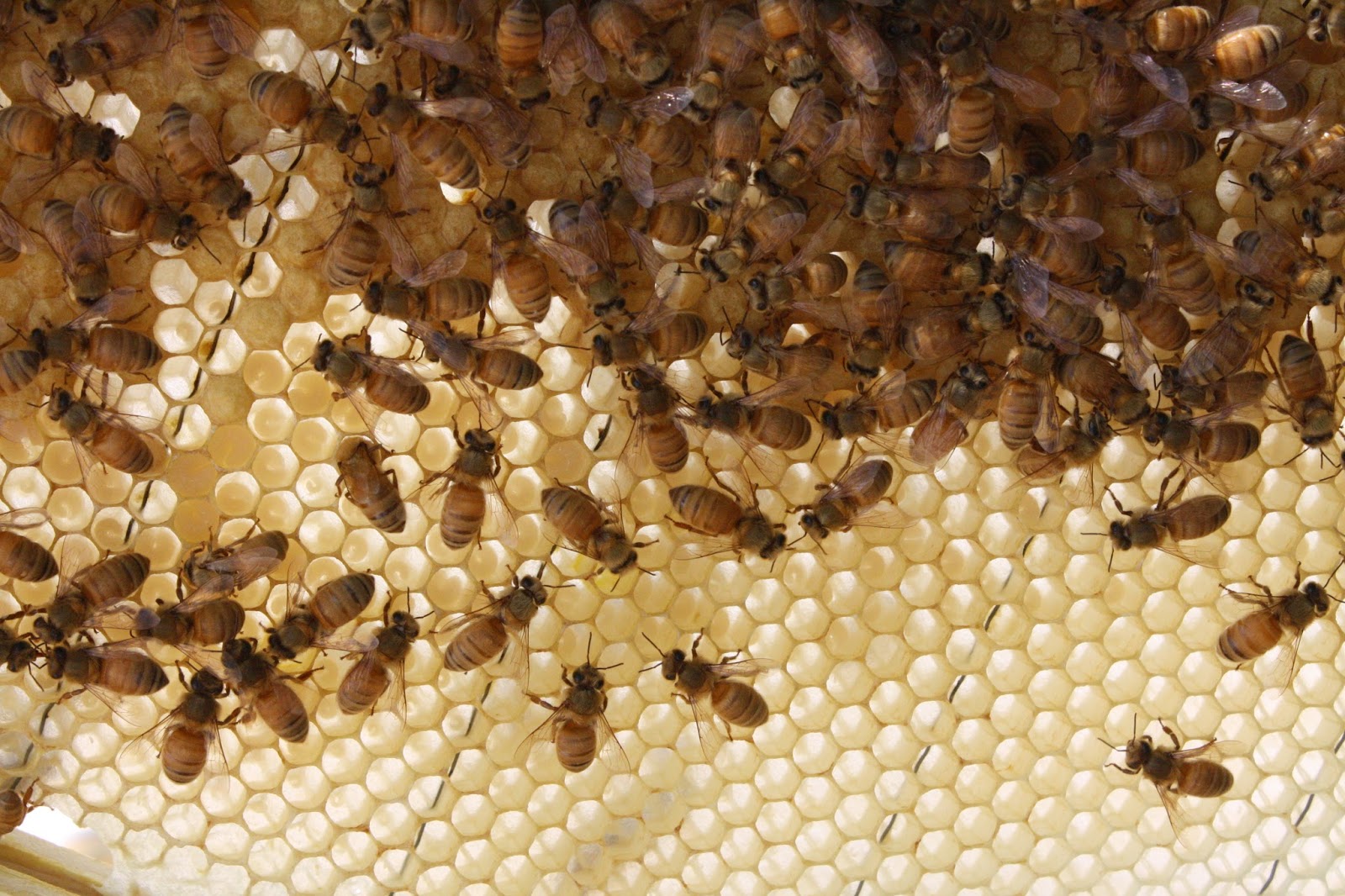 Little Wife On the Prairie: How many bees does it take to change a ...