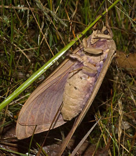 The Nature of Robertson: Huge colourful Swift Moth at Butler's Swamp.