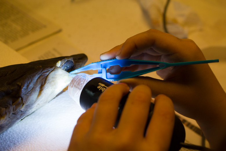 Craft Knife: Homeschool Science: Shark Dissection, and our Sharks ...