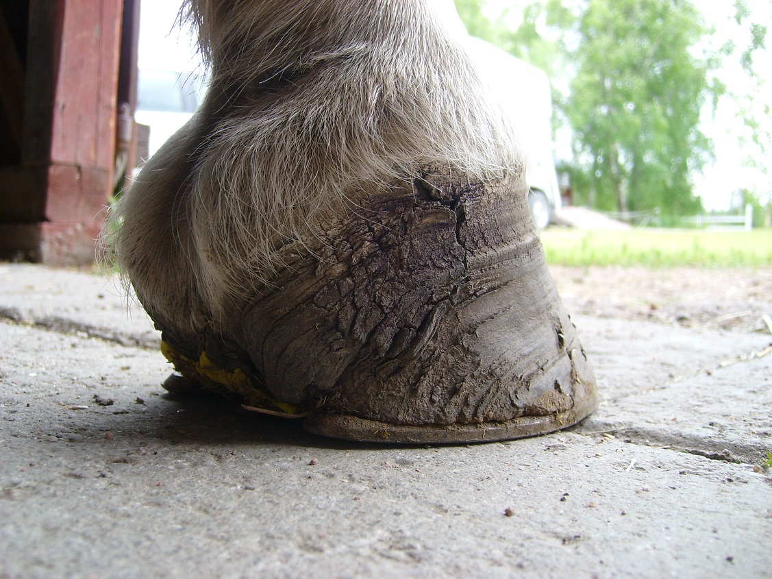 Tarulandia: Diagnoosi: Kavion halkeama