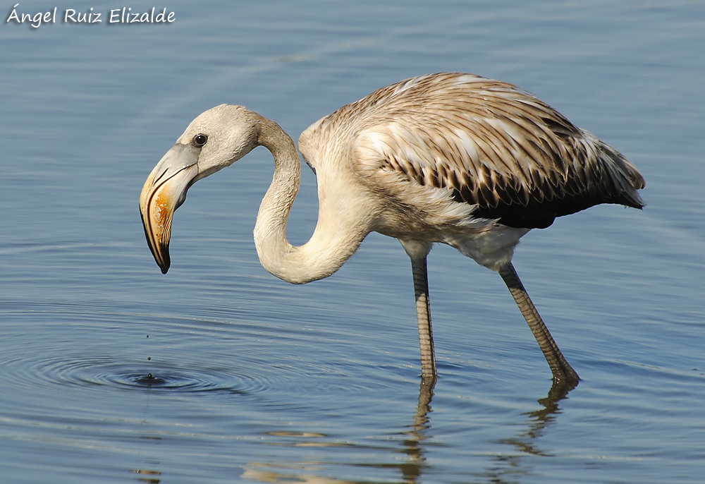 Aves de la Ría de Ajo: septiembre 2011