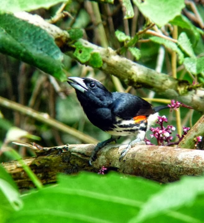 Tierra de tucanes y pájaros carpinteros: Cabezón pecho blanco (Capito ...