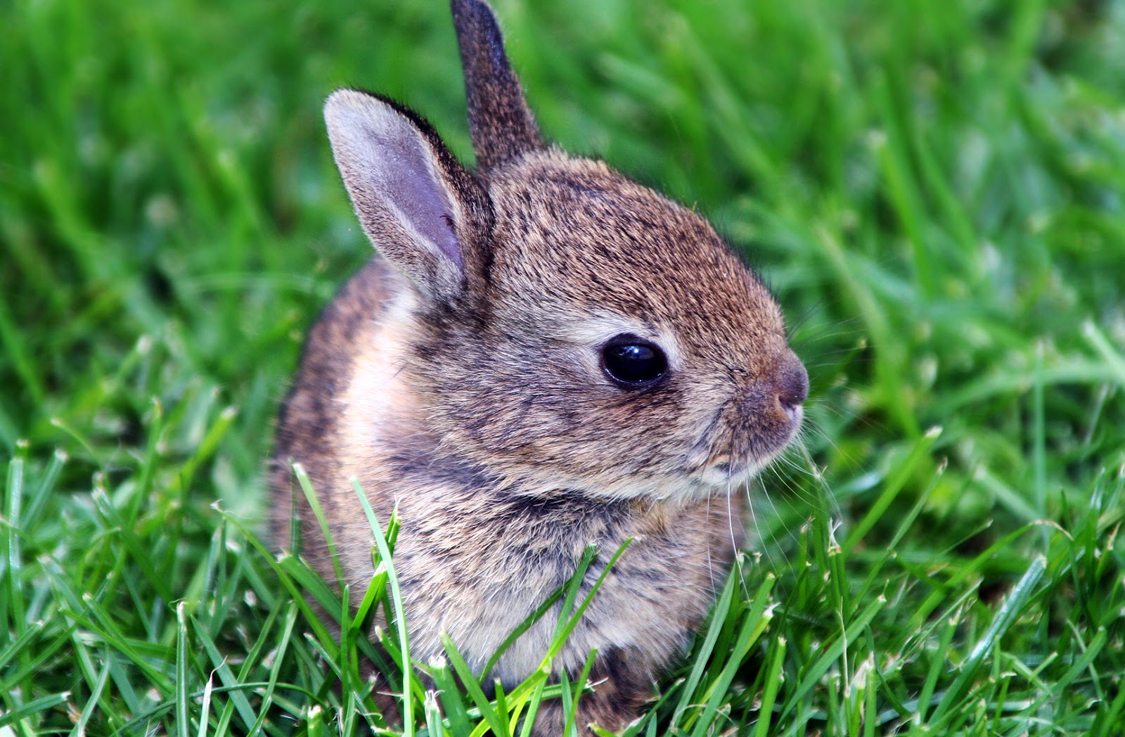 Pilar Soto: Conejos Silvestres