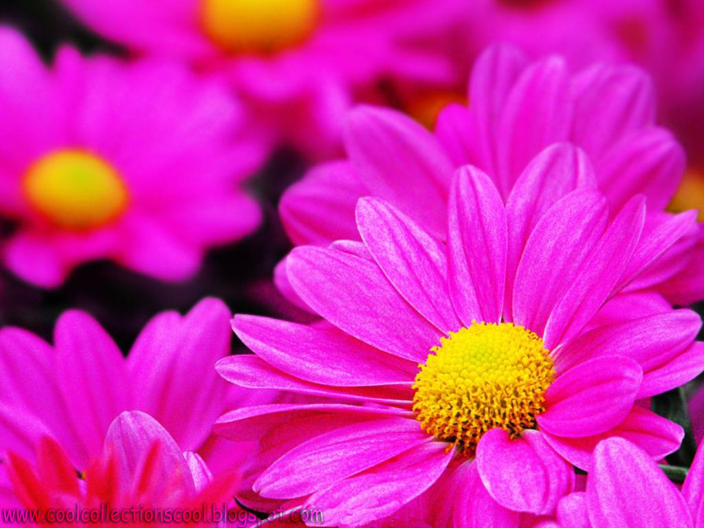 wallpapers name: Beautiful Flowers HQ Wallpapers