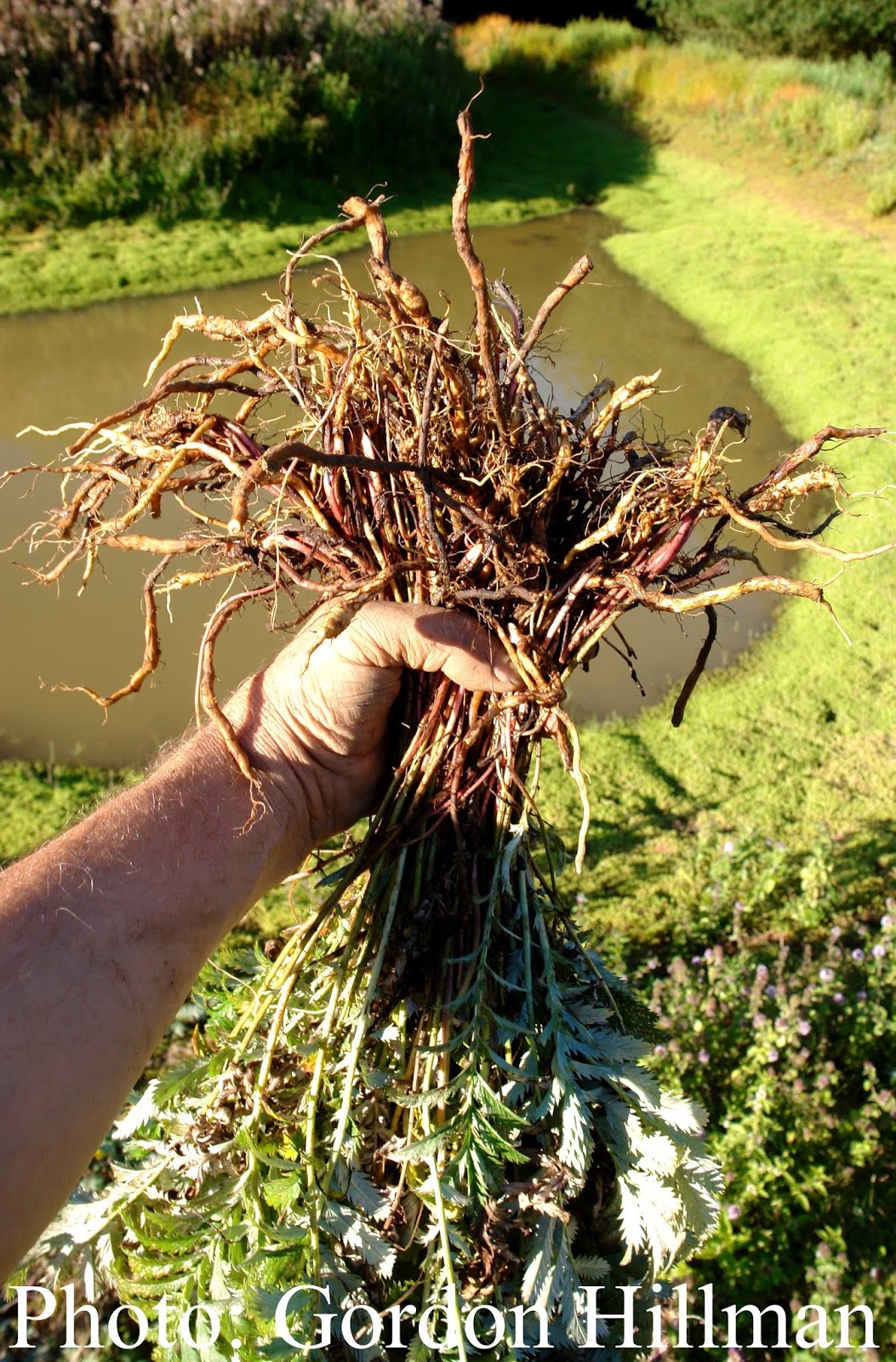 Wild Plant Foods of Britain: Silverweed (Potentilla anserina L.)