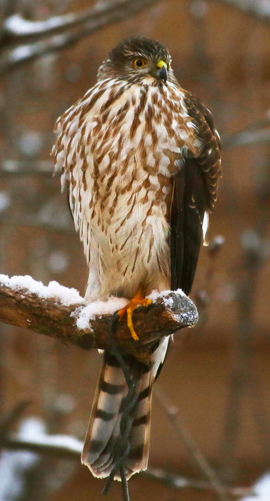All of Nature: Cardinals, Blue Jays and Sharp Shinned Hawks at Feeders