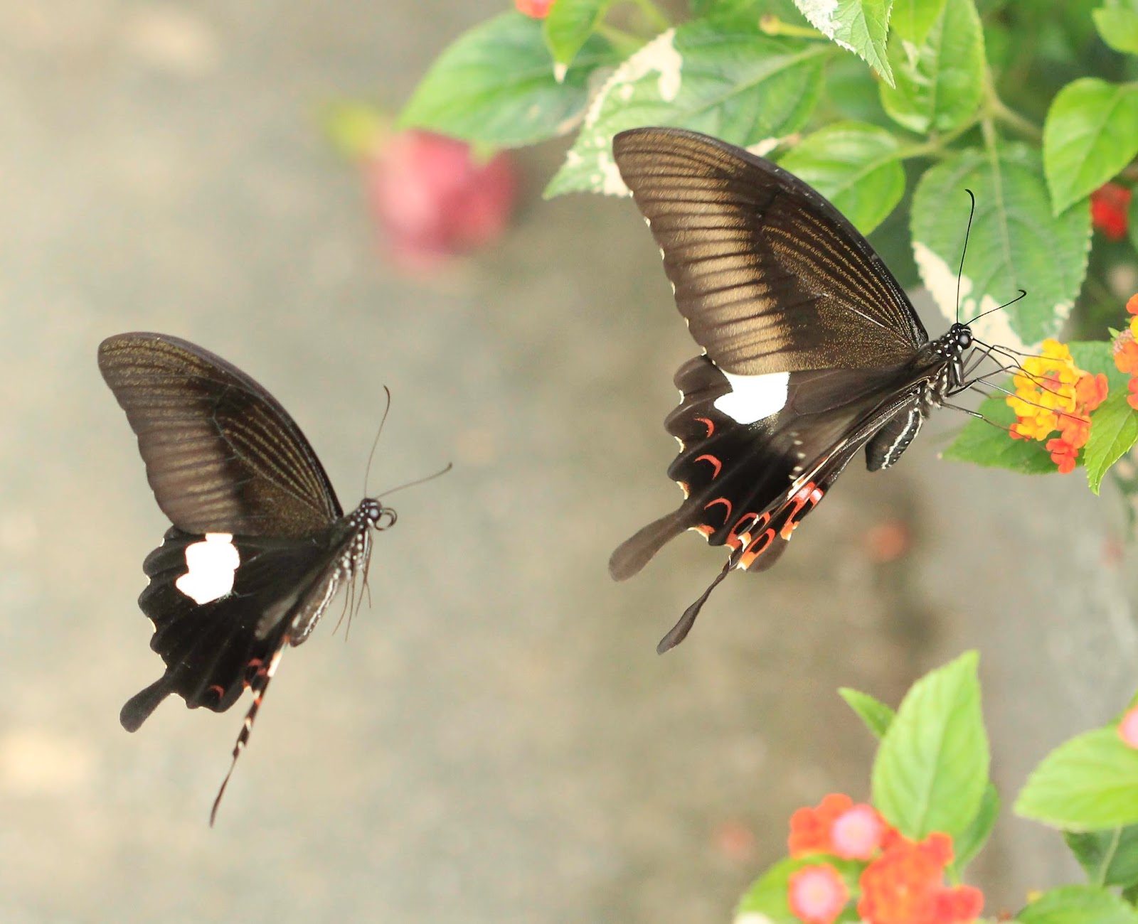 Butterflies of Vietnam: 147. Papilio helenus helenus (The Red Helen)