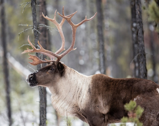 White Wolf : Gray Ghosts, the Last Caribou in the Lower 48 States, Are ...