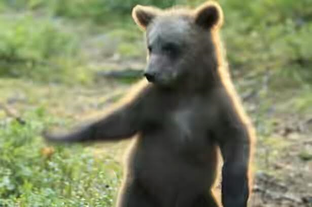 Check out this adorable bear cub's dance moves