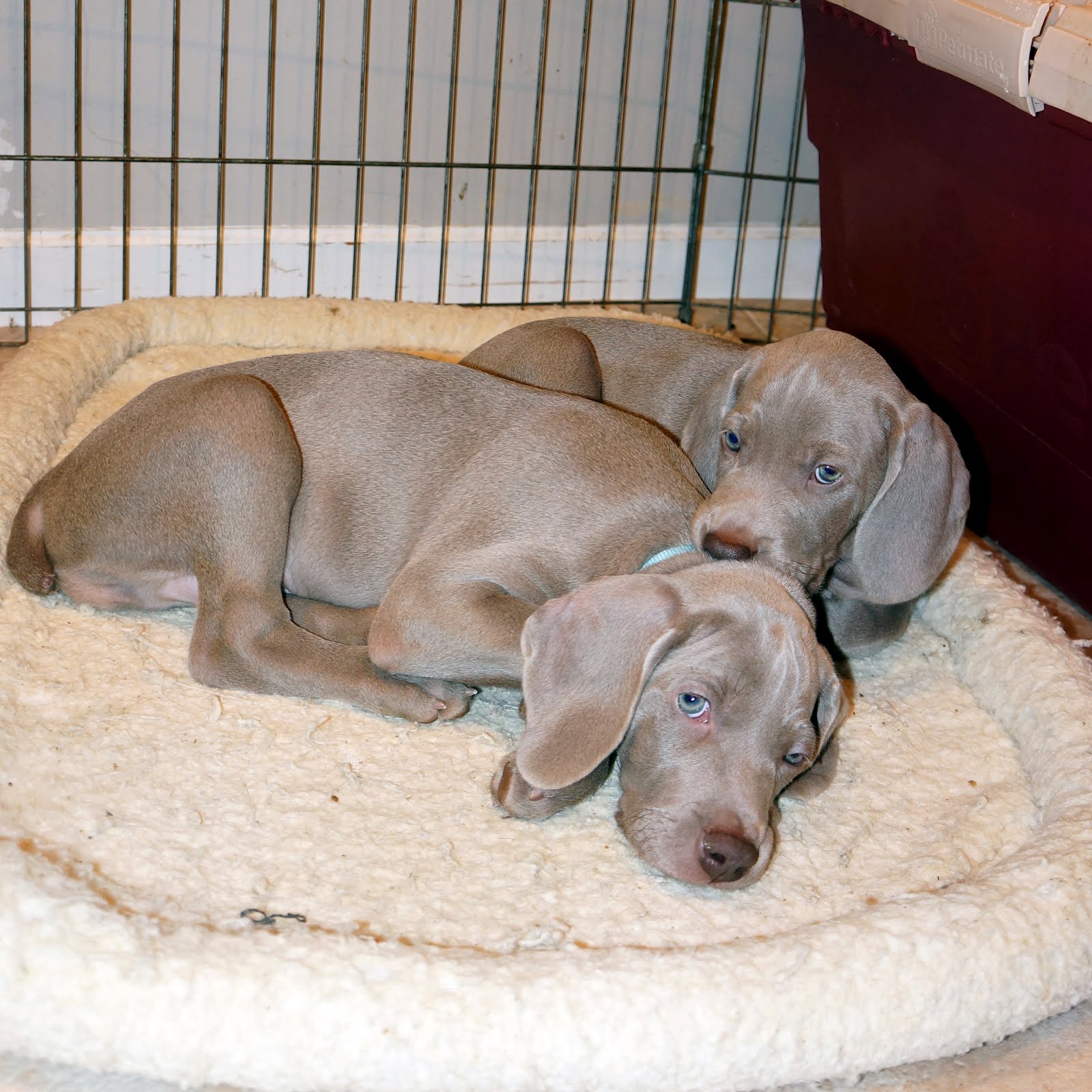 RoseWin Weimaraners: ROSEWIN PUPPY PACK 8 weeks old from CERVELO / LILY LITTER Jan 2012
