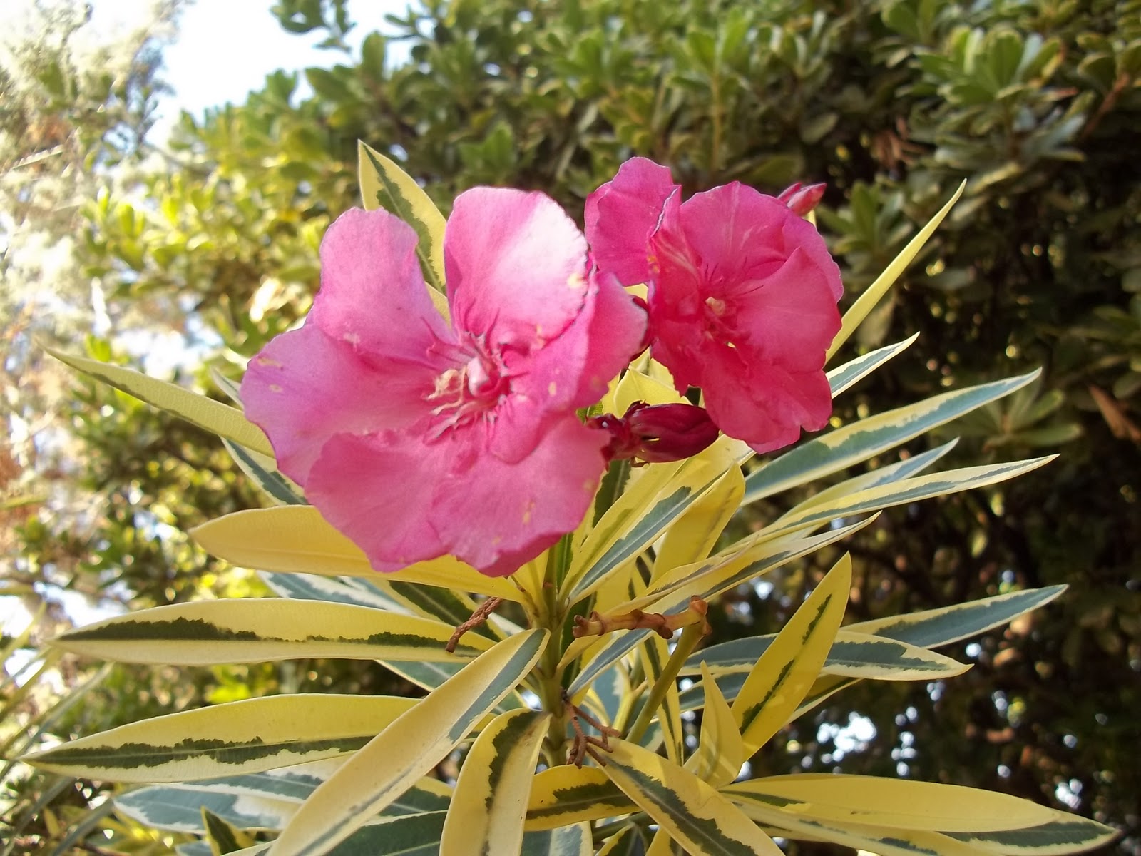 La Adelfa/ Nerium Oleander