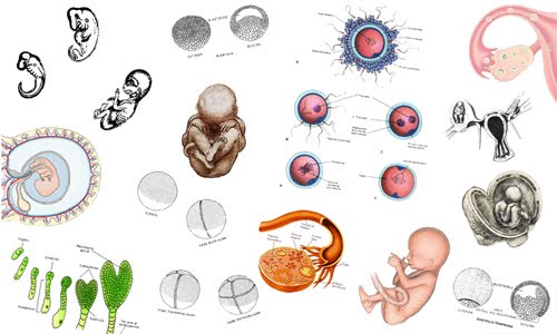 ETAPAS DEL DESARROLLO EMBRIONARIO