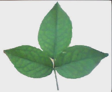 Adhyatma (अध्यात्म): Importance of 'Bilva Patra' in "Shiv-Pujan ...