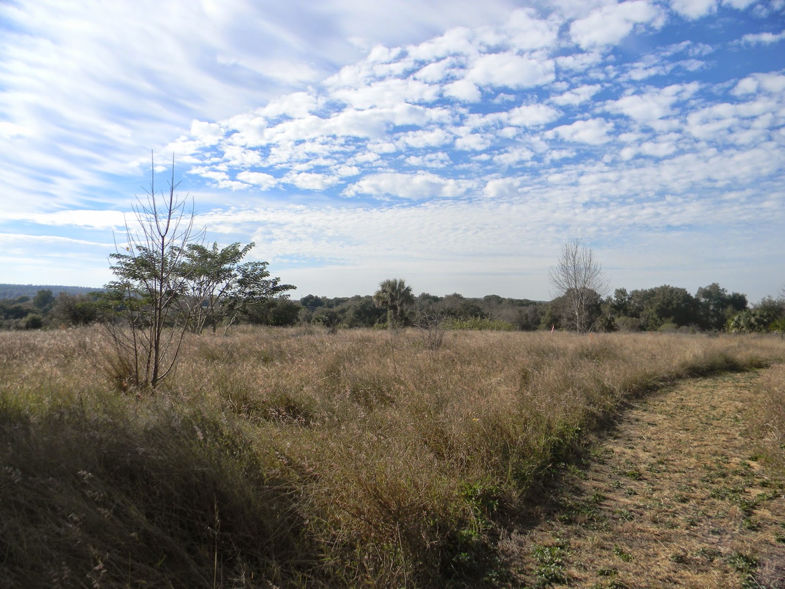 The "Unknown" Florida: Ferndale Preserve - Clermont/Ferndale, Fl