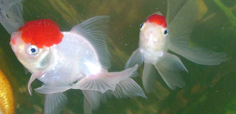 Species of Golden fish | Freshwater, Salt Water Aquarium Fish Tips