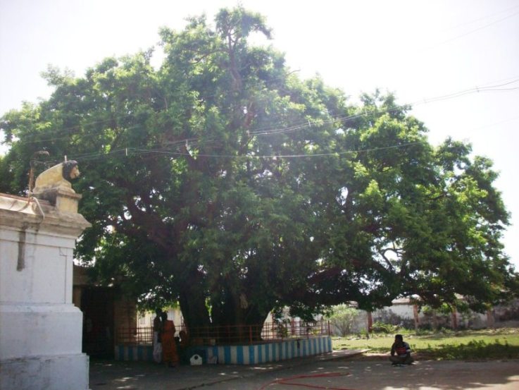 Azhinjal Tree - Nootreteeswarar Temple (Thiruvallur - Tamil Nadu) | My ...