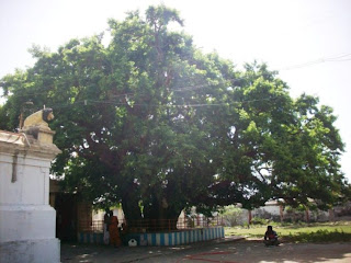 Azhinjal Tree - Nootreteeswarar Temple (Thiruvallur - Tamil Nadu) | My ...
