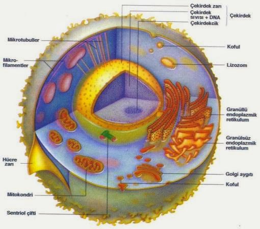 Sistem Organ Manusia