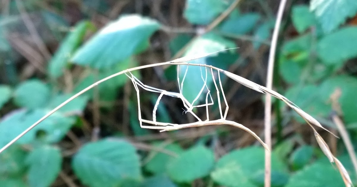 La Muta - Parte Prima