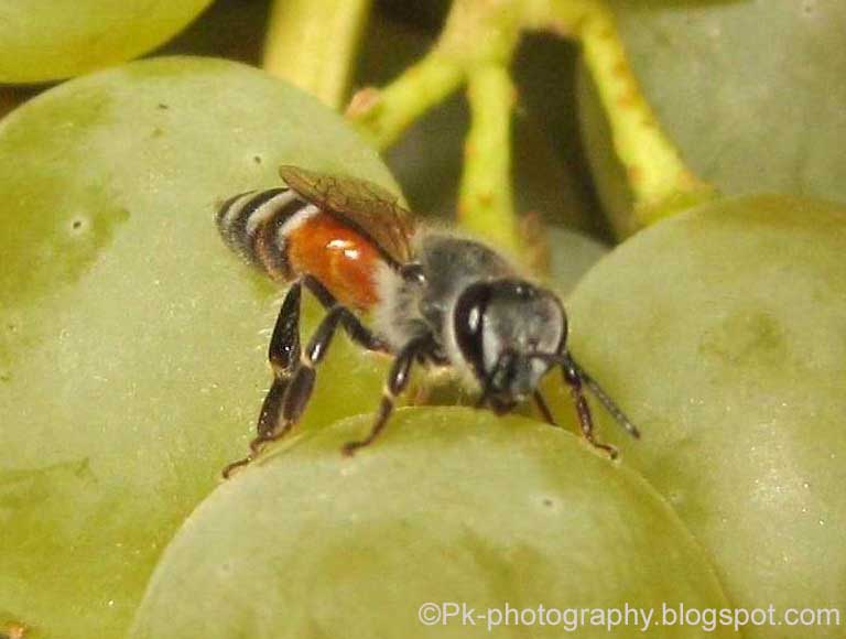 Red Dwarf Honey Bee-Apis florea | Nature, Cultural, and Travel ...