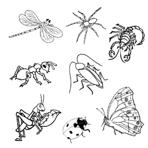 Desene de colorat si planse educative: Animale de colorat