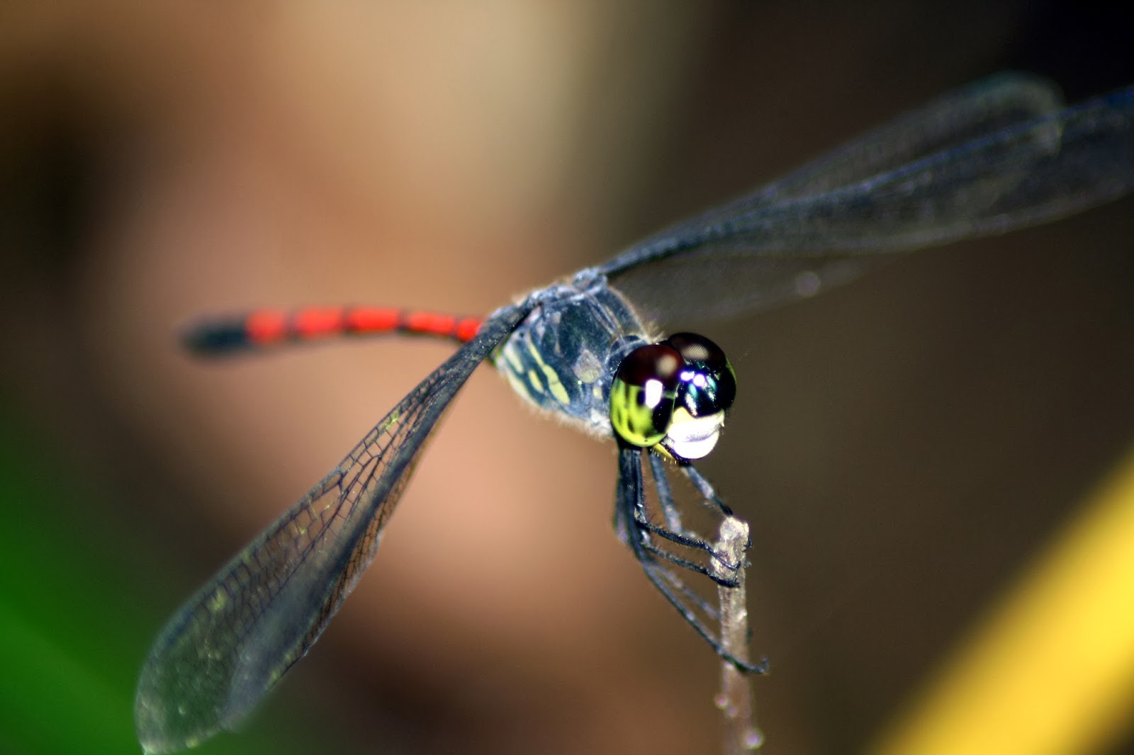 WildLife Photography