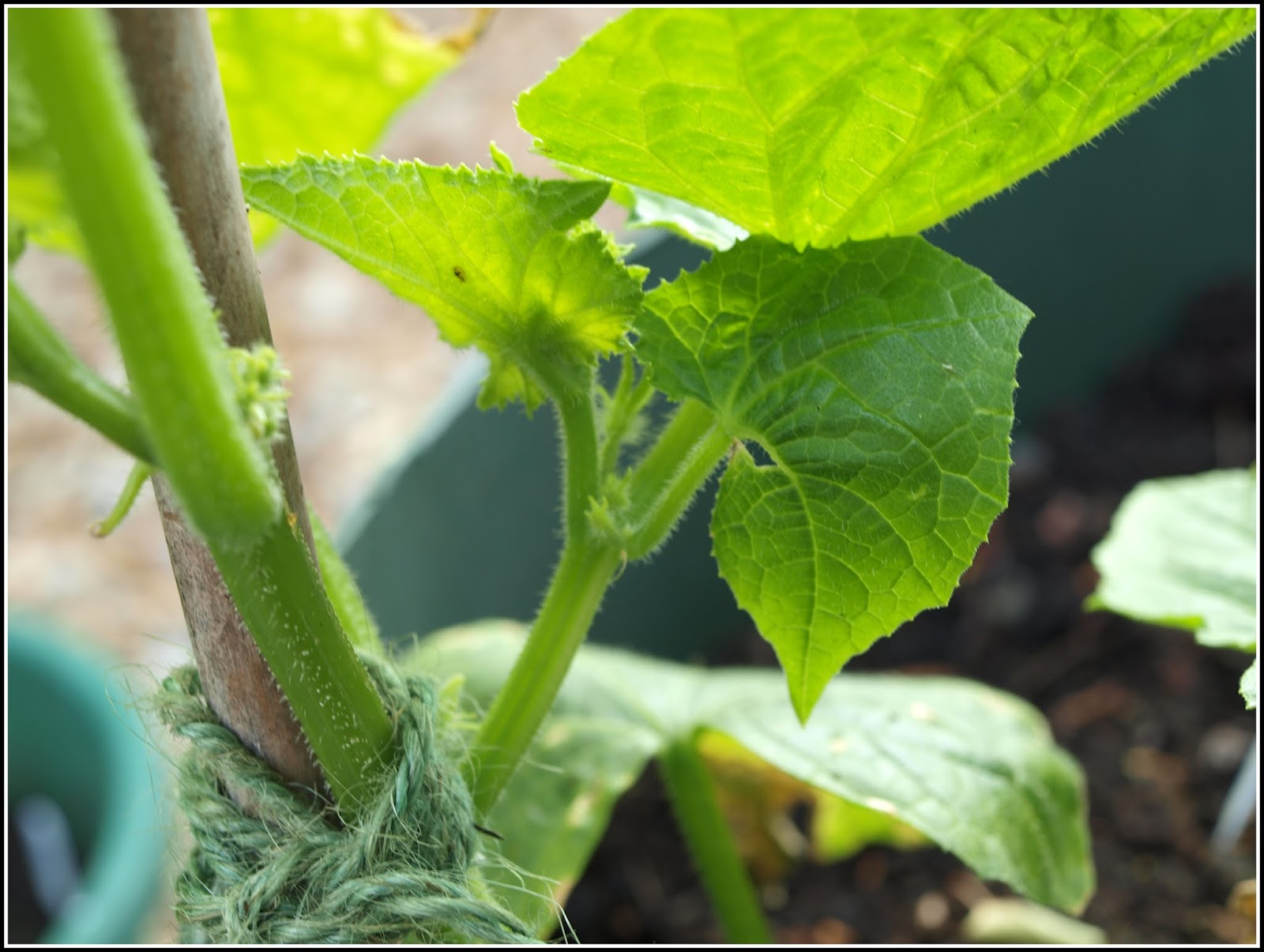 Mark's Veg Plot: The self-pinching Cucumber