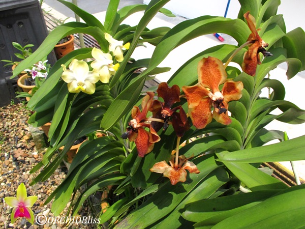 ORCHIDBliss: Now Blooming - Vanda dearei
