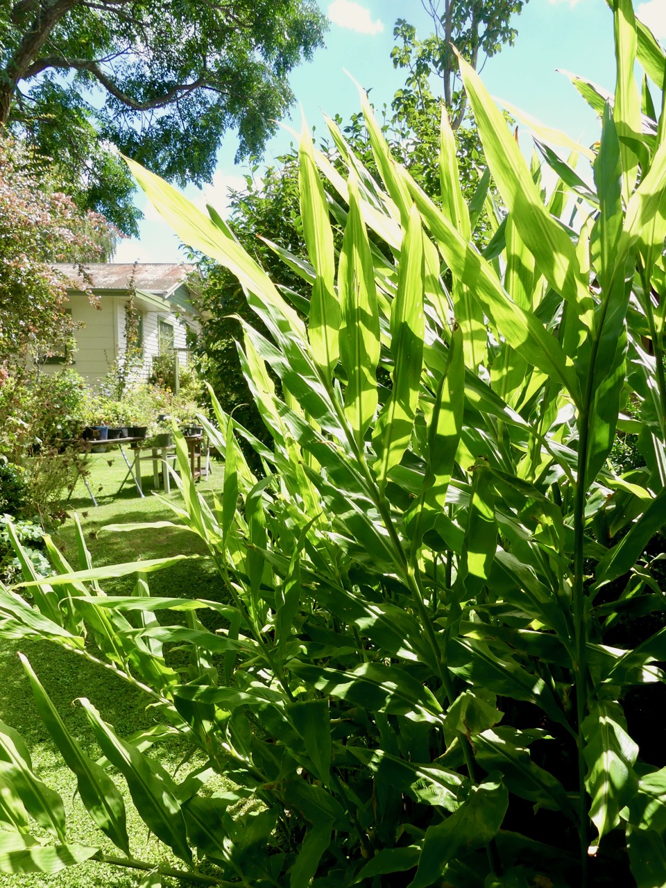An angel in the kitchen: Pickled Myoga Ginger Flowers & Sushi Ginger