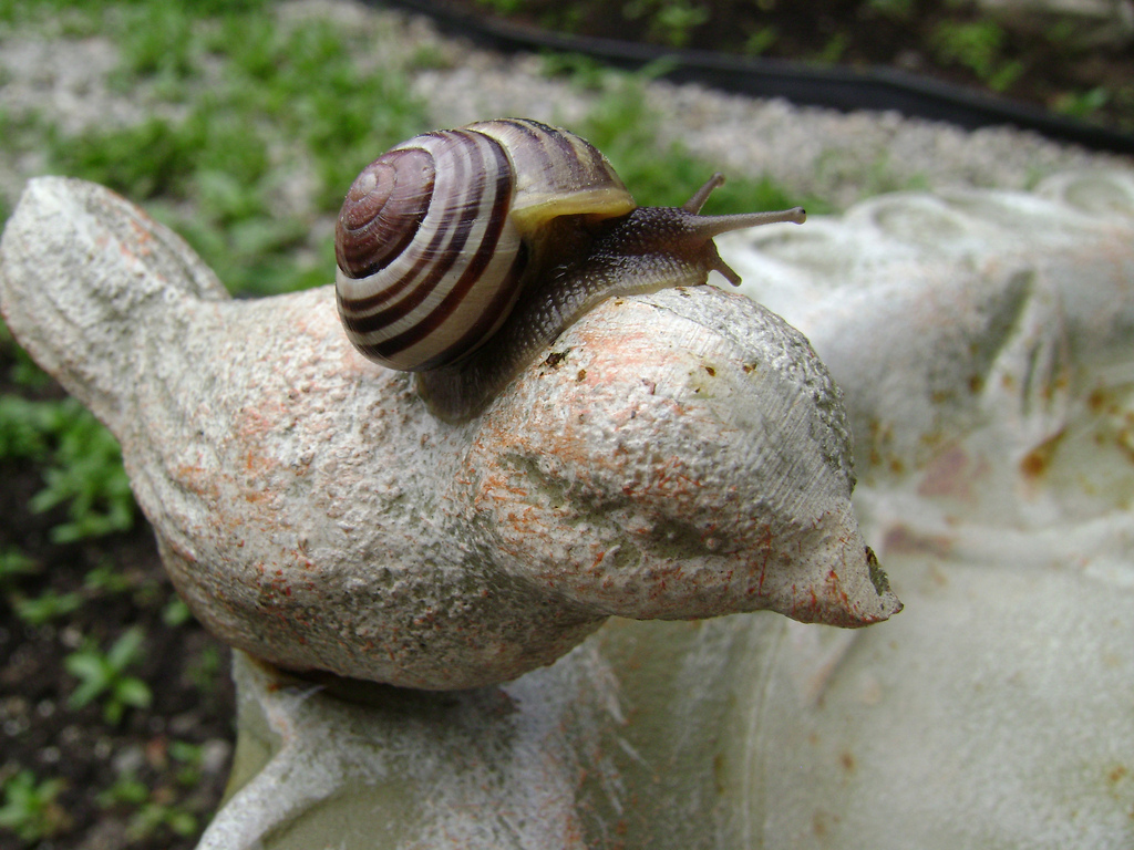 Photography: Adventure Snail Part 2