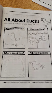 Colors and Kindergarten: Ducks!
