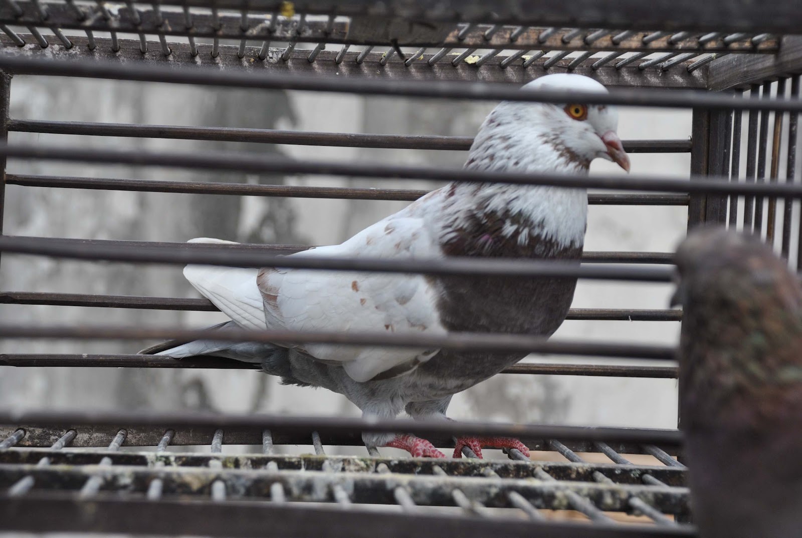 Gambar Burung Dara Tritis Bosanava-java: Ciri-ciri Merpati Ketinggian ...