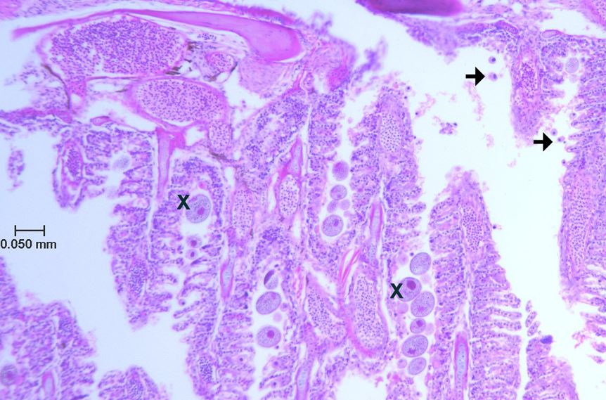 FRESHWATER VELVET - (Piscinoodinium pillulare) & COSTIA (Ichtyobodo ...