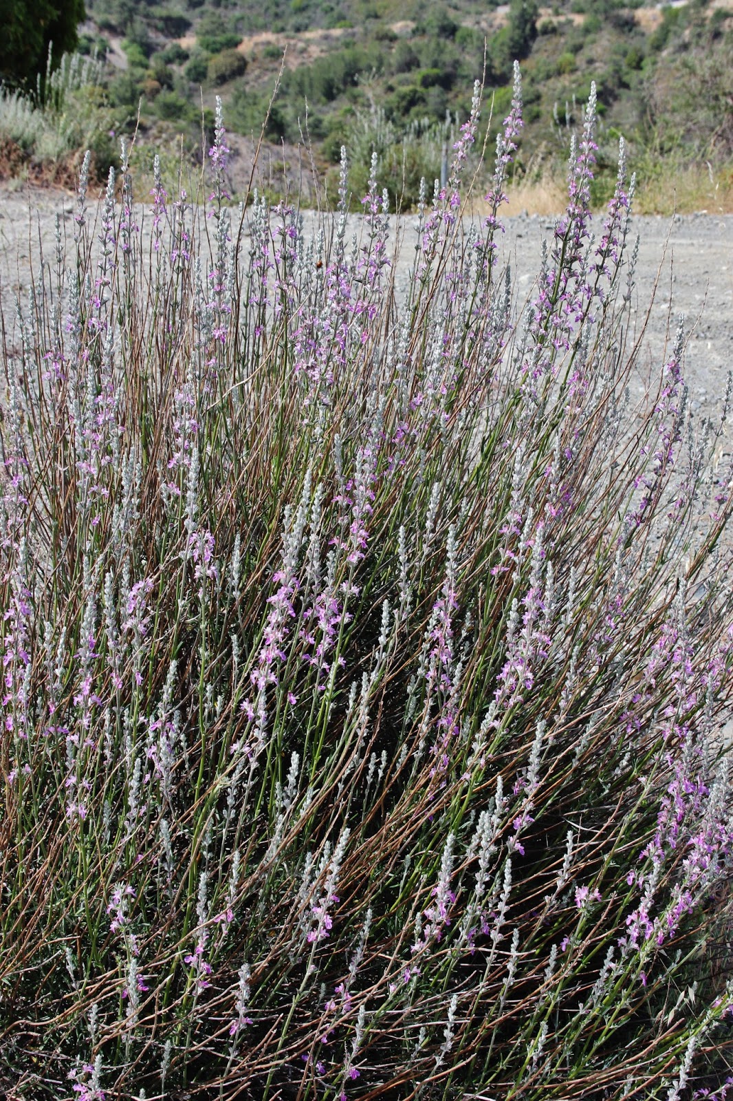 Biodiversity of Cyprus by NGO Protection of the Natural Heritage and ...