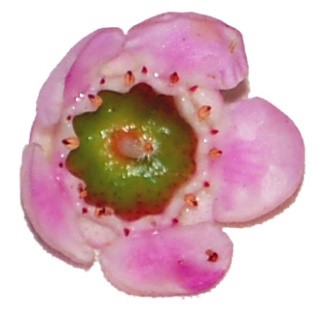 A Passion for Flowers: Tis the Season: Waxflower