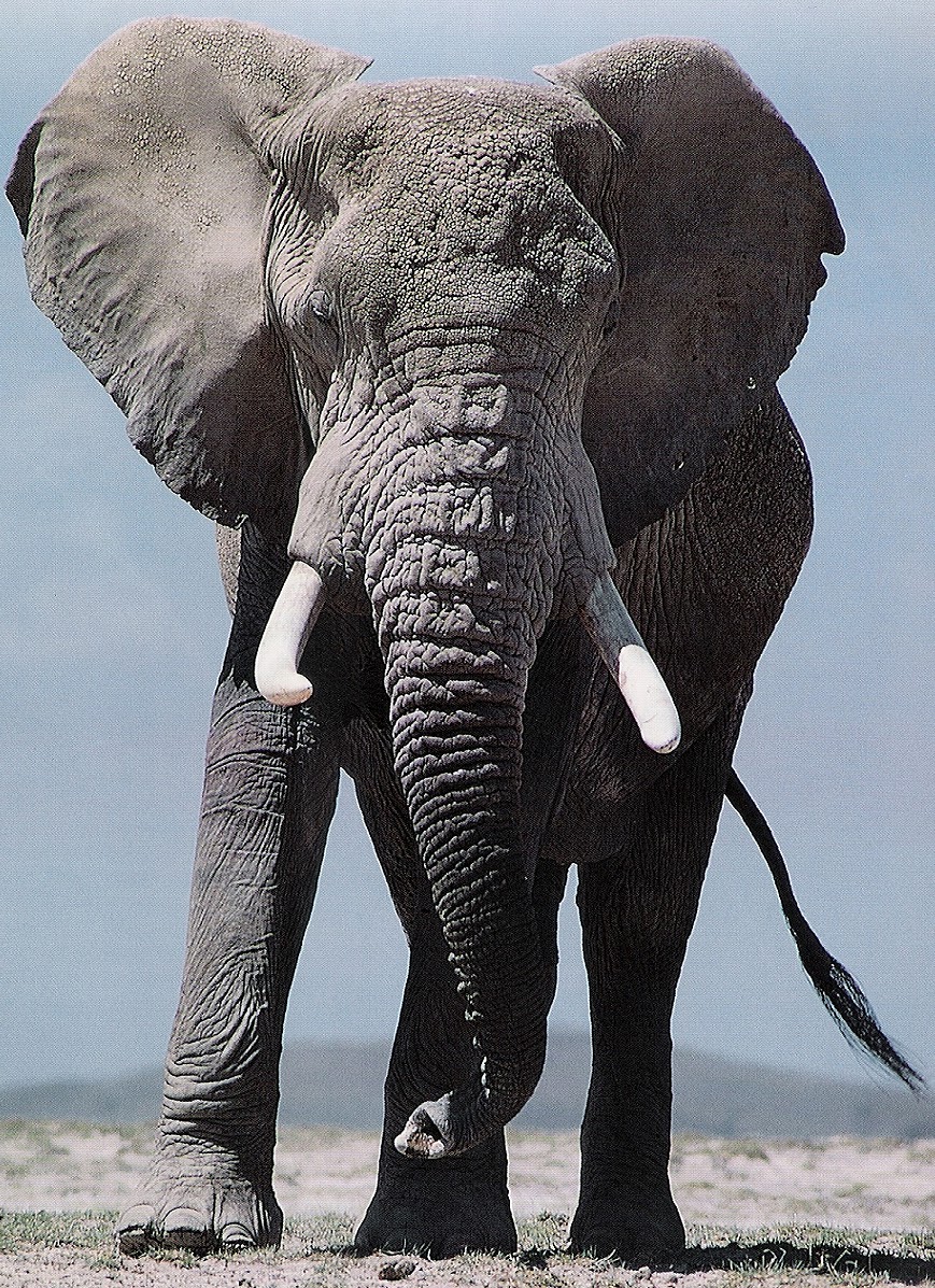 Elefante africano - Imagui