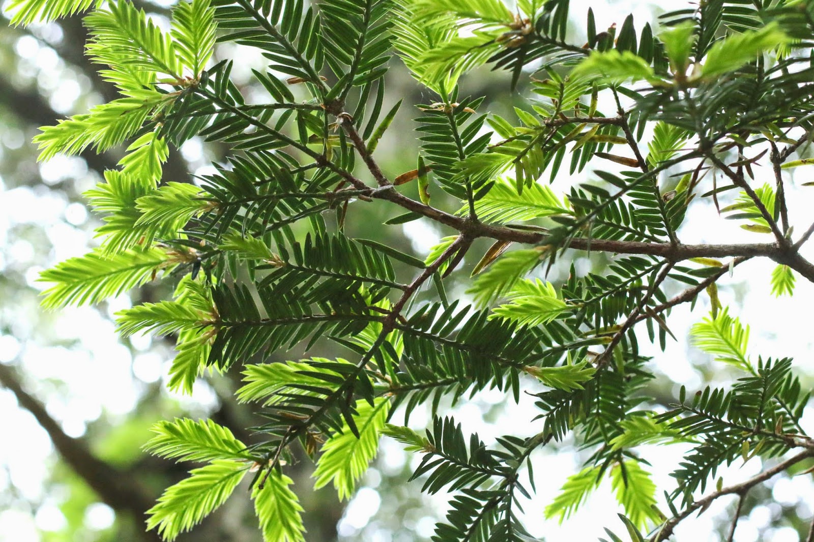 Welcome aboard on flight ASL814!: Jeju Island - Bija Forest 비자림