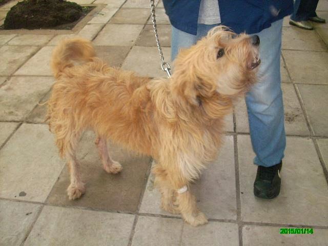 Adoptándonos: Tomy, divino perro barbincho tipo Benji en adopción