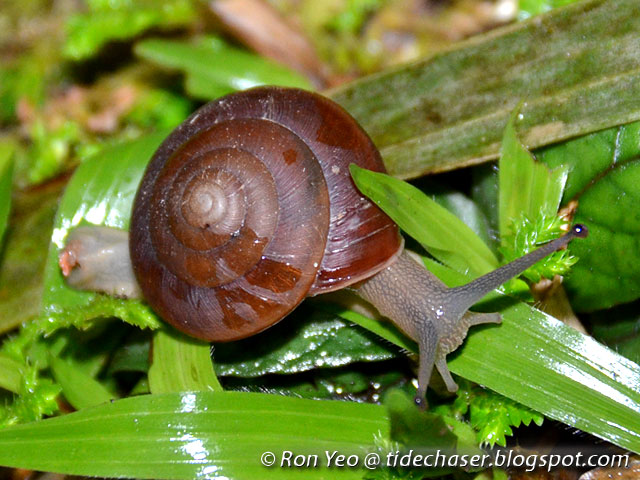tHE tiDE cHAsER: Terrestrial & Freshwater Gastropods (Snails & Slugs ...