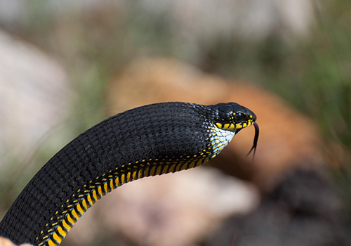 Boomslang Snake Bite