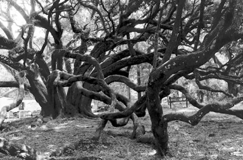 The Barthet Gallery: Seven Sisters Oak in Lewisburg