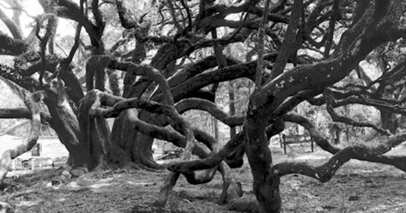 The Barthet Gallery: Seven Sisters Oak in Lewisburg