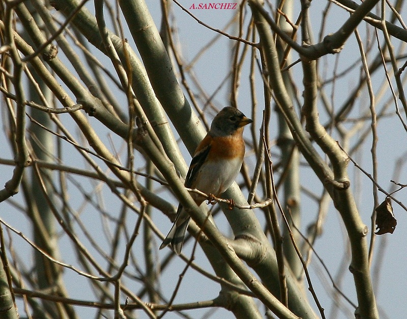 Aves de Aragón : Pinzón real