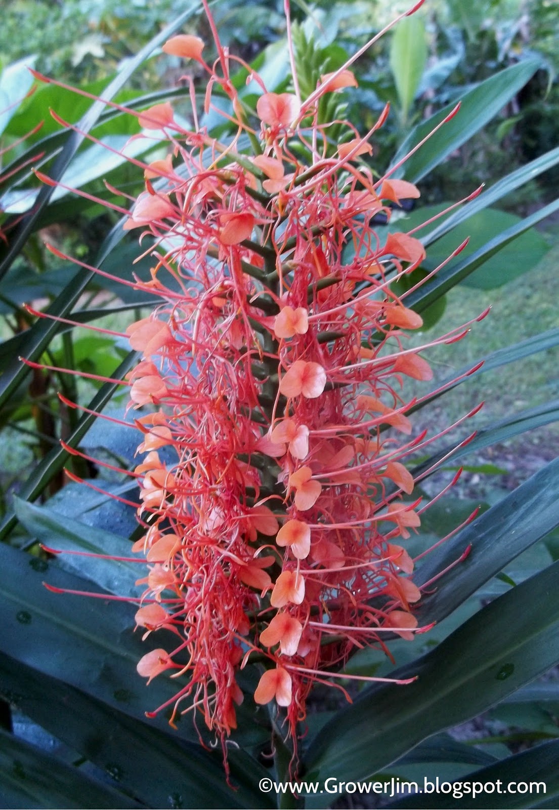 Hedychium Coccineum