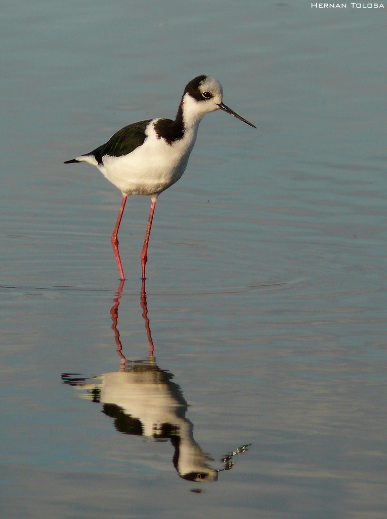 Aves Bonaerenses: Tero real (Himantopus melanurus)