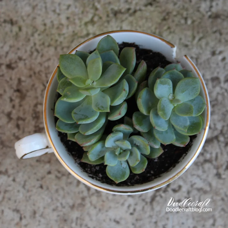 Belle's Chipped Teacup Turned Succulent Planter!
