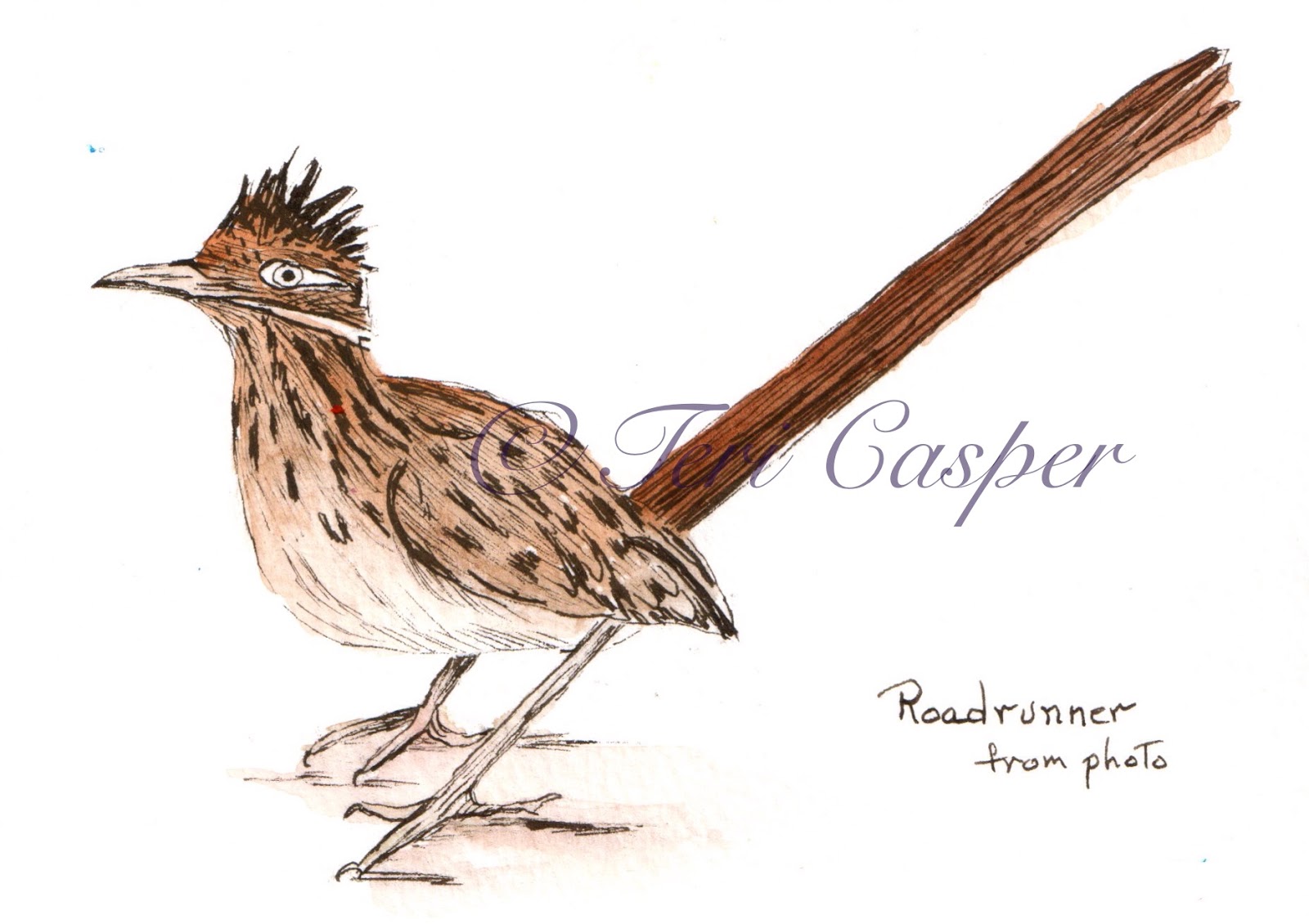 Road Runner Bird Drawing