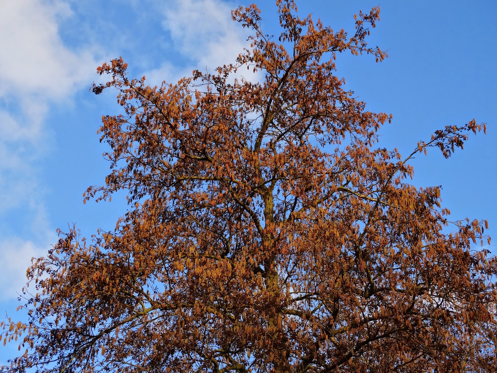 oog voor de natuur: Elzen bloeien uitbundig, zoals hier in het Koningspark