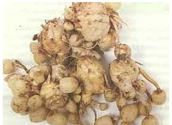 Health Info: Benefits of White Turmeric | Cubicle News and Info