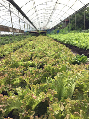 The Birth of Costales Nature Farms and Agritourism in the Philippines ...